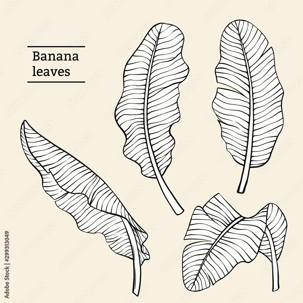 vector illustration of banana leaves hand drawn sketch cartoon style ...