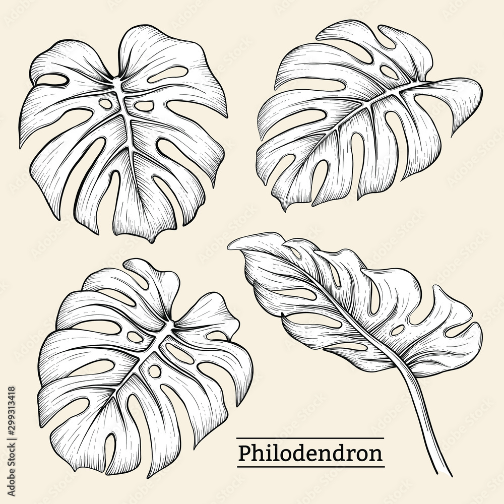vector illustration of monstera leaves hand drawn sketch cartoon style ...