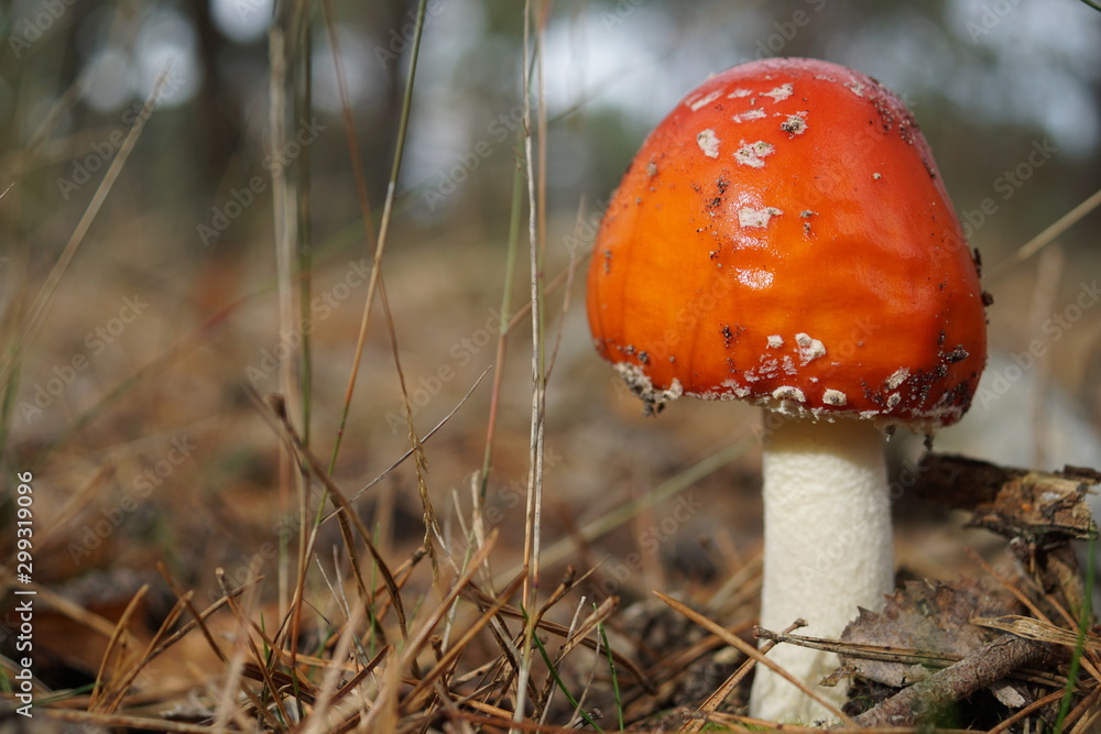 Fliegenpilz Ohne Punkte