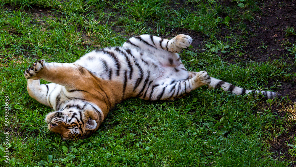 tiger playfully rolling around on the ground Stock Photo | Adobe Stock