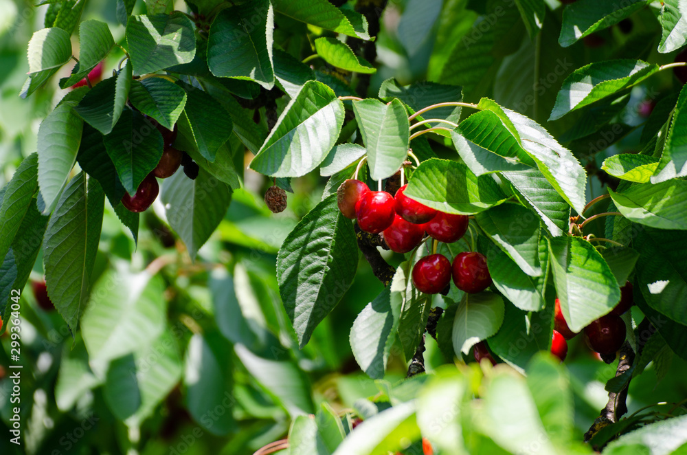 Cherry tree in the sunshine - sick cherry tree - moldy fruits on the ...