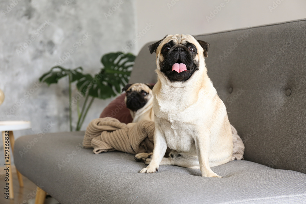 Two funny dreamy pugs with sad facial expression lying on the grey ...