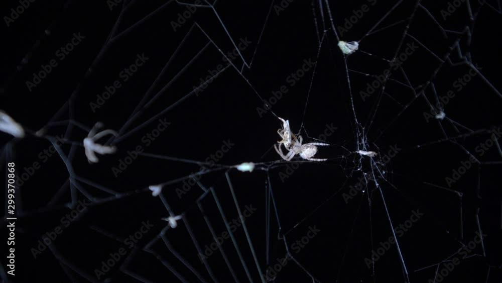 Spider caught a fly entangled in a cocoon. Close up of a female spider ...