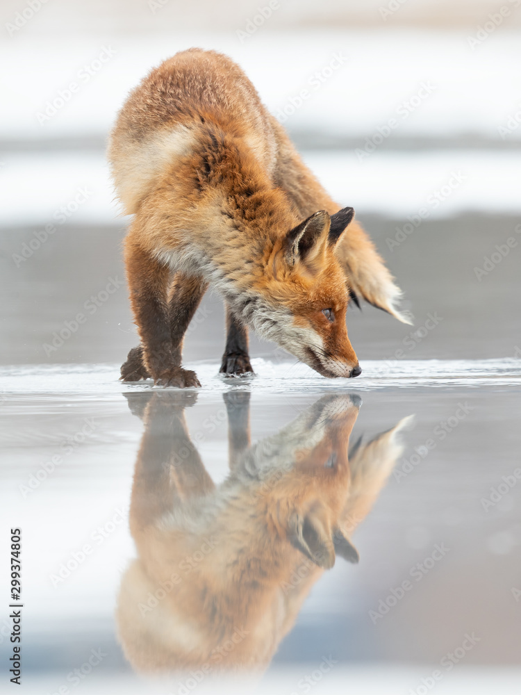 The red fox (Vulpes vulpes) is the largest of the true foxes and one of ...