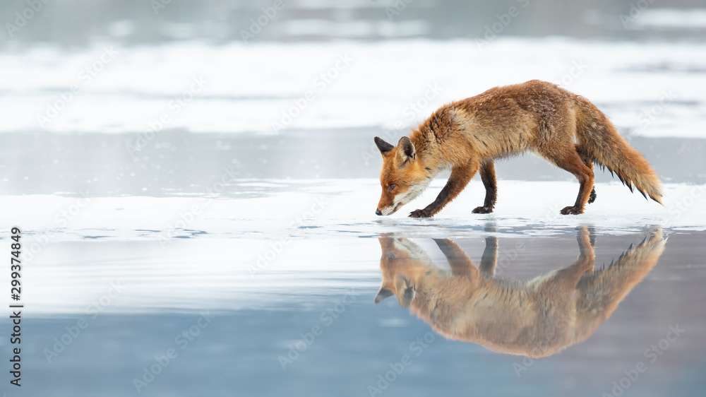 The red fox (Vulpes vulpes) is the largest of the true foxes and one of ...