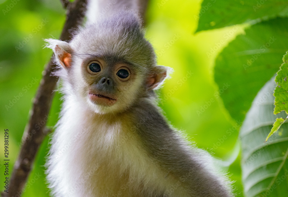 black-and-white snub-nosed monkey, rhinopithecus bieti, Stupsnasenaffe ...
