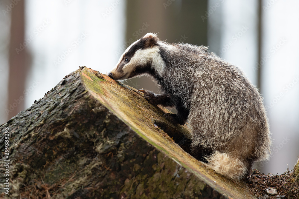 European badger (Meles meles) is a species of badger in the family ...