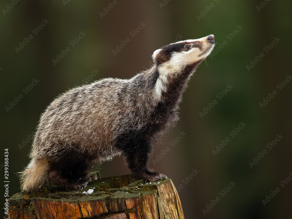 European badger (Meles meles) is a species of badger in the family ...