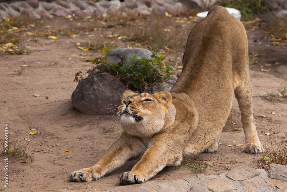 stretches responsive ass and curving back. Lioness is a large predatory ...