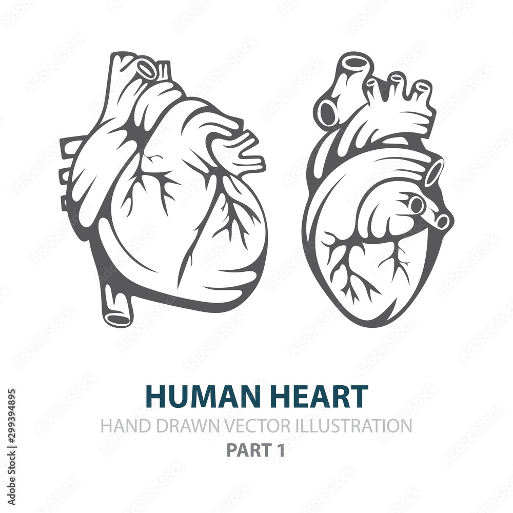 Human heart. Human heart hand drawn vector illustrations set. Heart in ...
