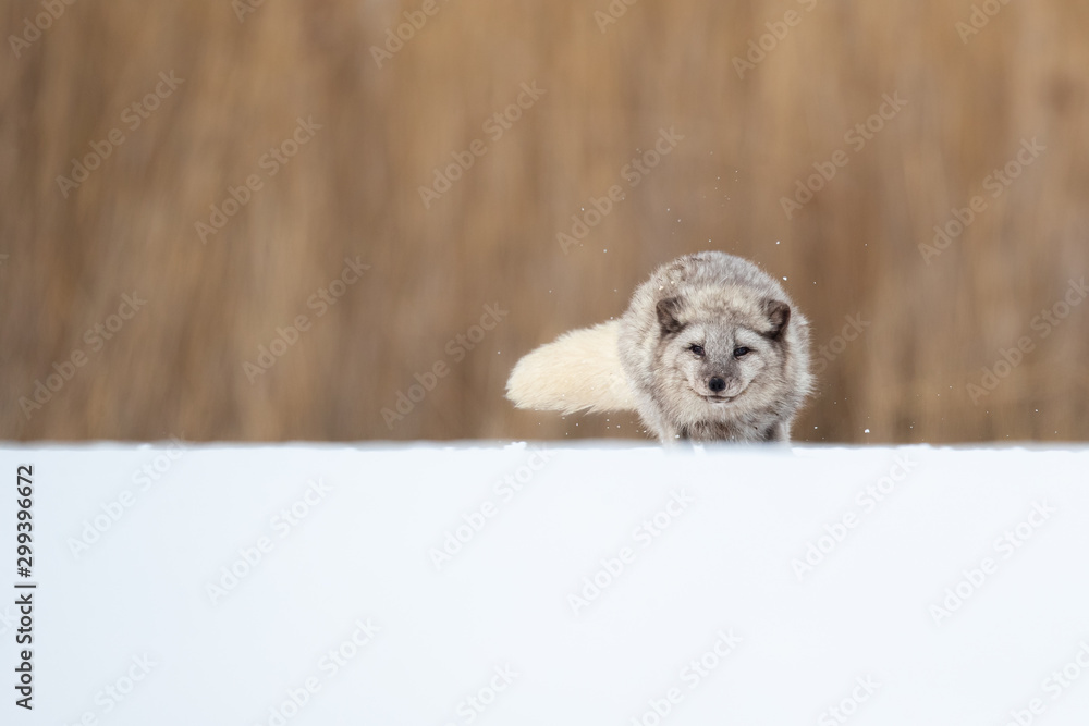 Póster Arctic fox (Vulpes lagopus), also known as the white fox, polar ...