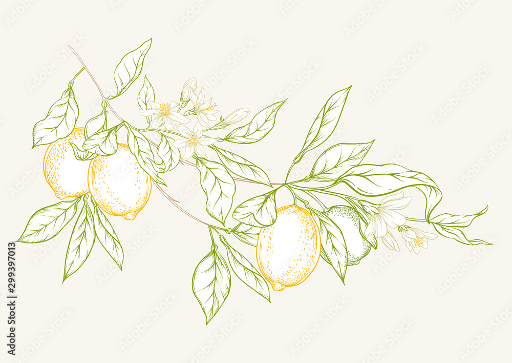 Lemon tree branch with lemons, flowers and leaves. Element for design ...