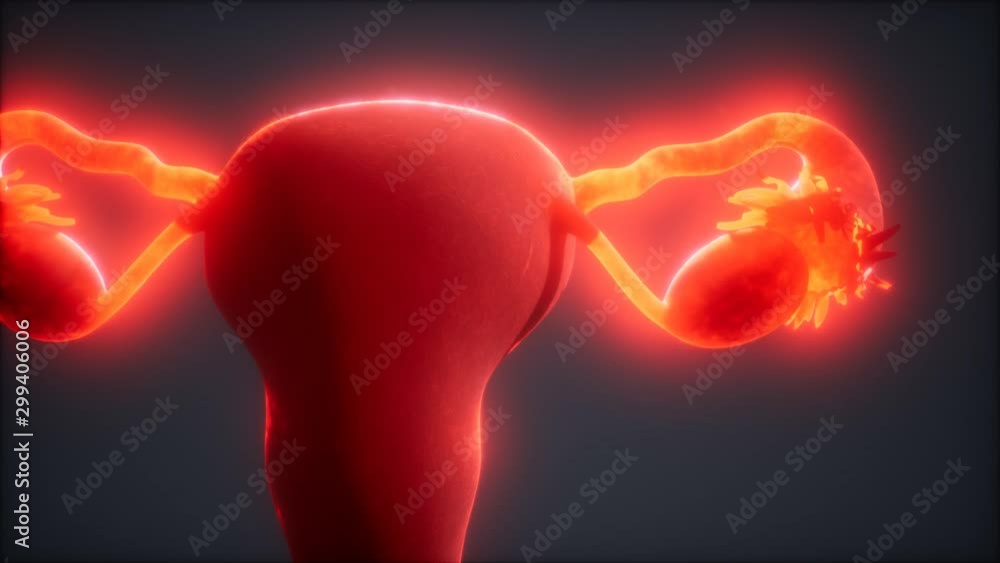 Female Reproductive System Anatomy animation Stock ビデオ | Adobe Stock