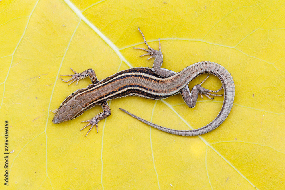 Lagartija ibérica, común, hispánica, sobre hoja de chopo amarilla. Podarcis hispanicus. Stock ...