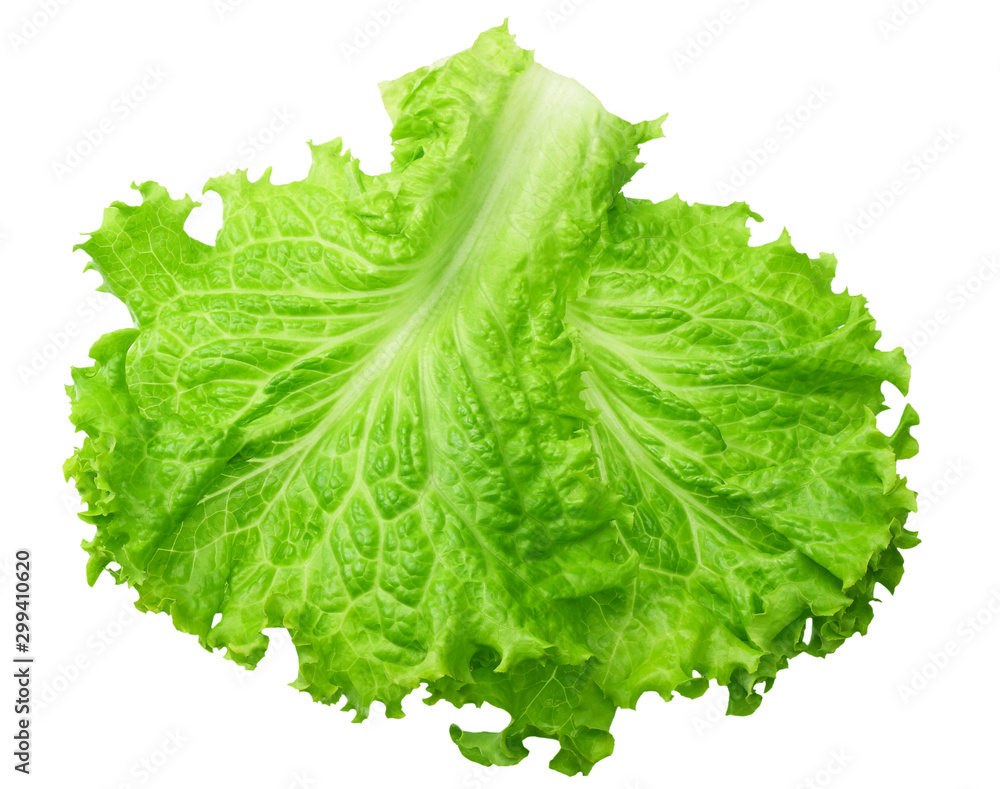 Slices Of Lettuce Leaves