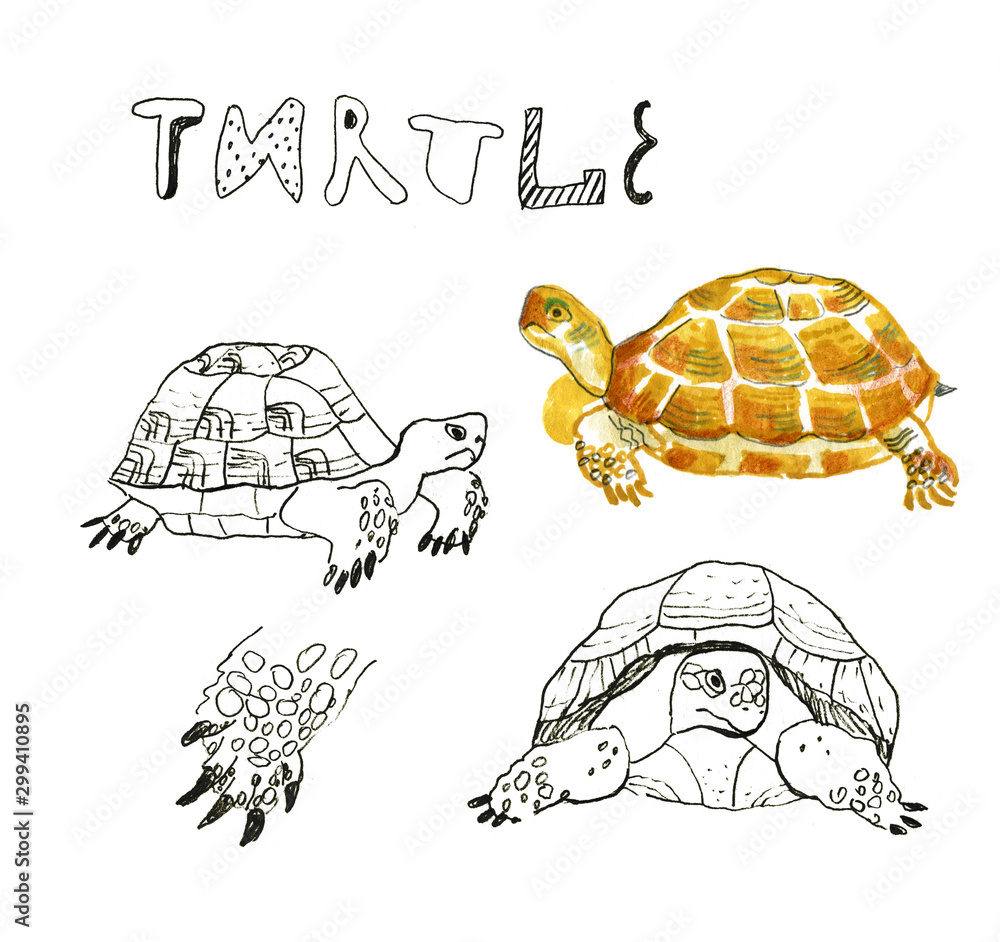 Watercolor hand drawn set of turtle. Illustration of turtles on the ...
