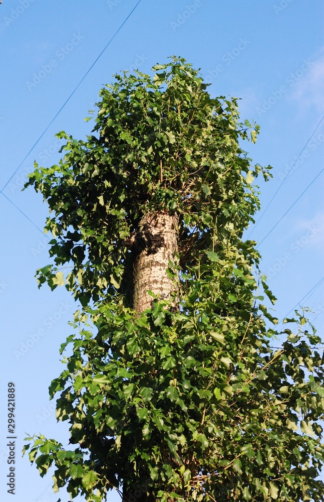 Beautiful tall tree with green foliage in the park Stock Photo | Adobe ...