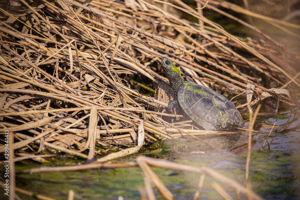 Emys orbicularis, The European pond turtle, also called commonly the ...