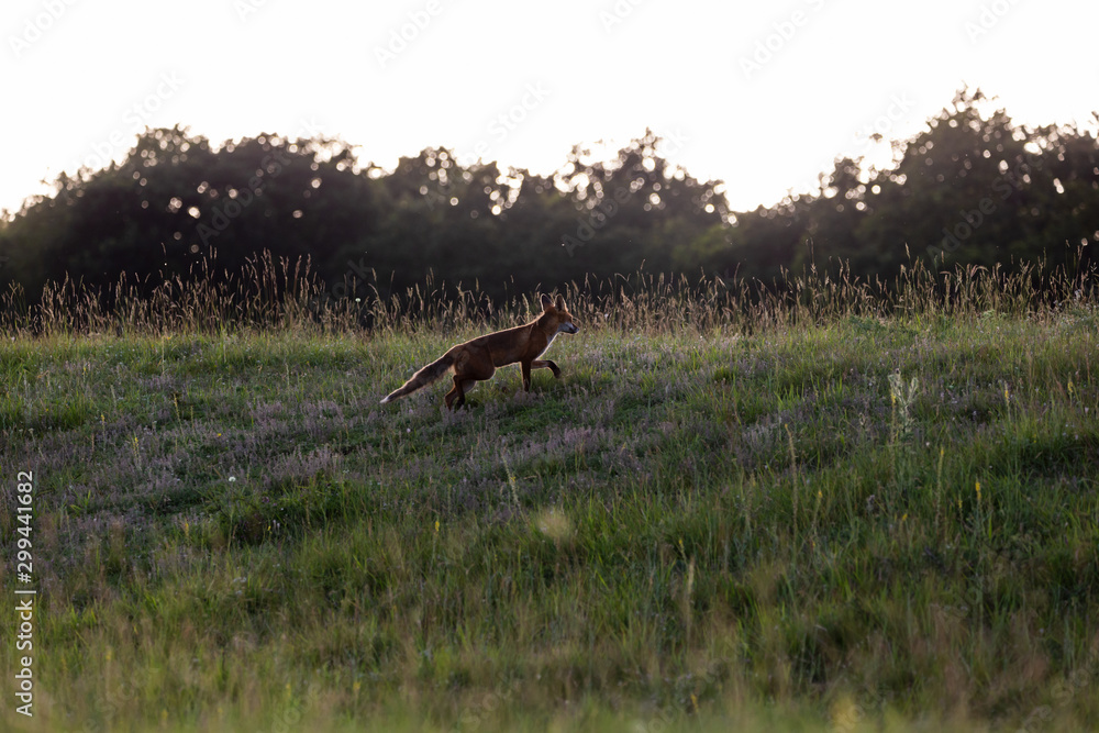 Vulpes vulpes, European red fox near Hoia Baciu forest from Romania ...