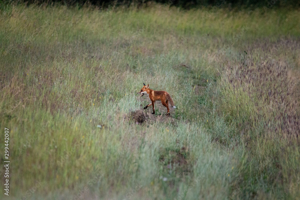 Vulpes vulpes, European red fox near Hoia Baciu forest from Romania ...