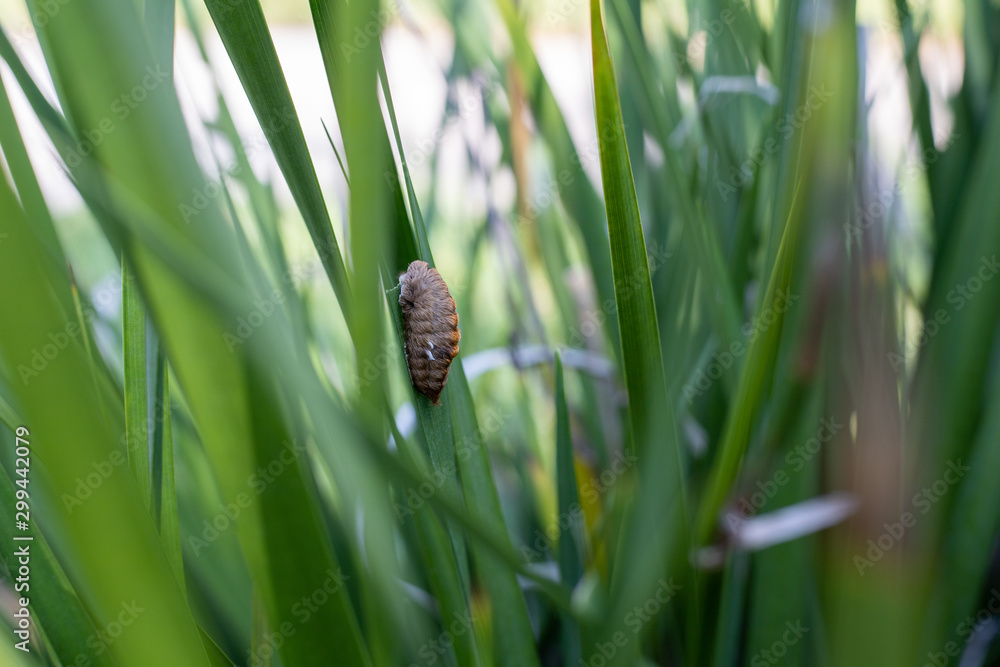A puss caterpillar (larva), one of the most venomous caterpillars in ...