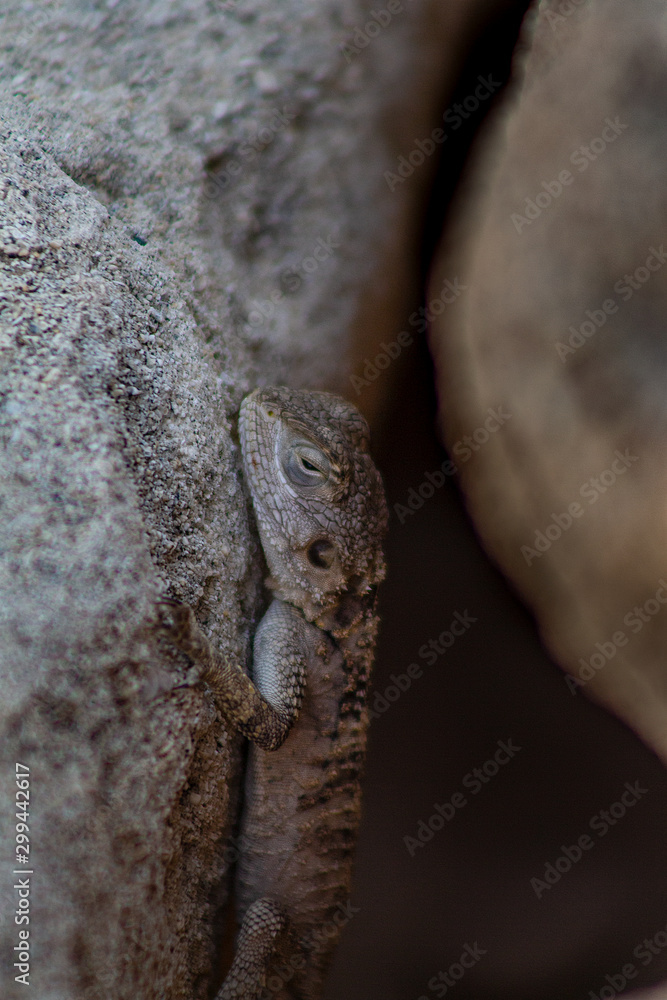 Stellagama is a monotypic genus of agamid lizard, containing the single ...