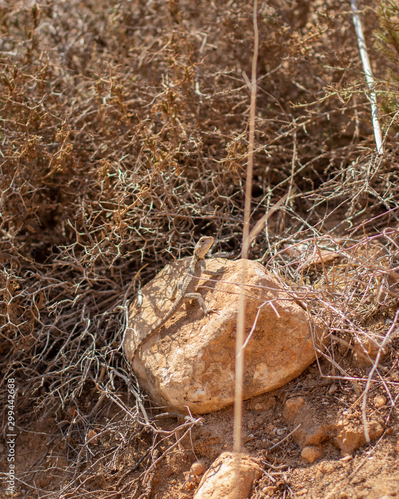 Stellagama is a monotypic genus of agamid lizard, containing the single ...