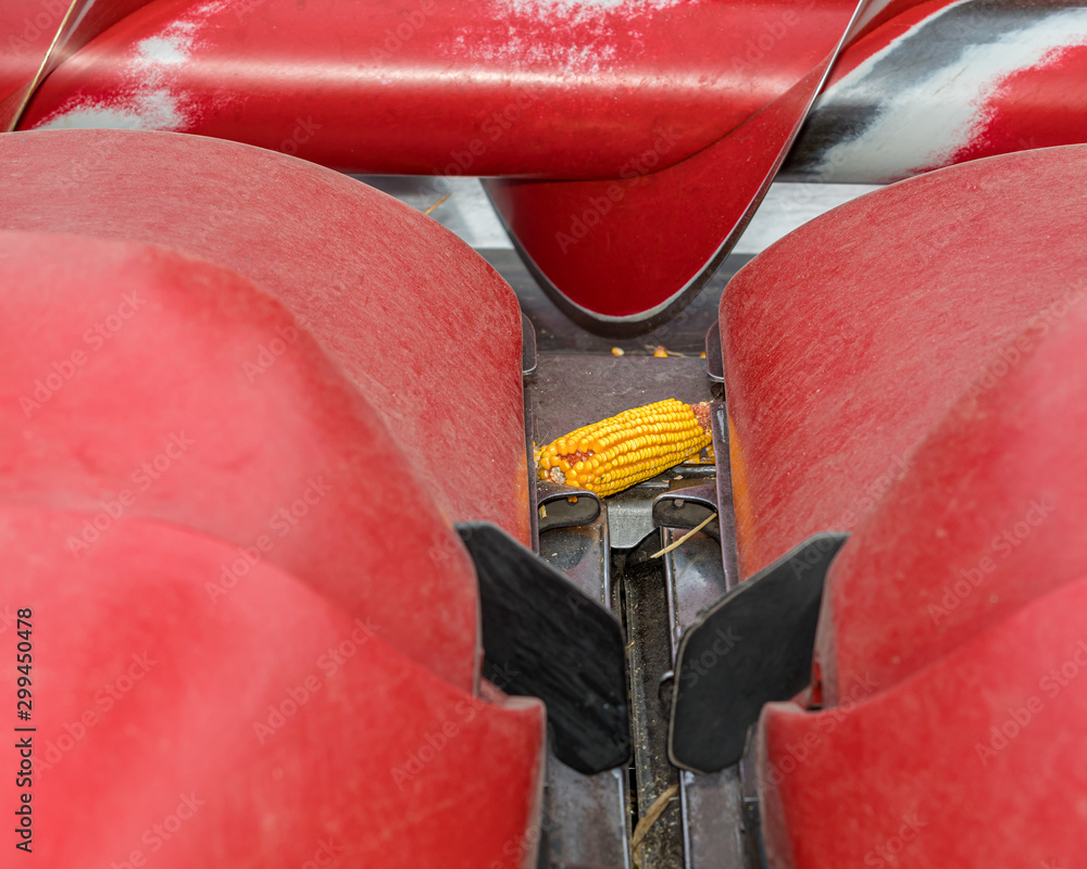 Ear of corn and kernels in combine head during harvest foto de Stock ...