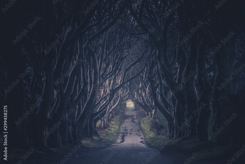 The Dark Hedges in Northern Ireland. Majestic, spooky and mysterious ...