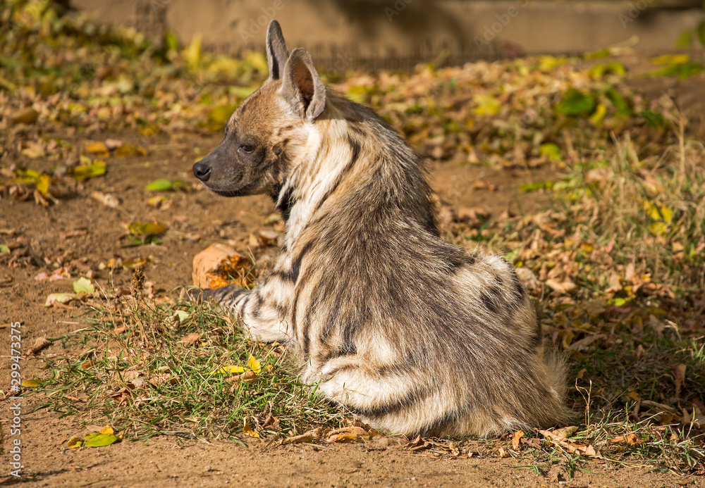 Striped hyena. The body color varies from light yellow to brown and ...