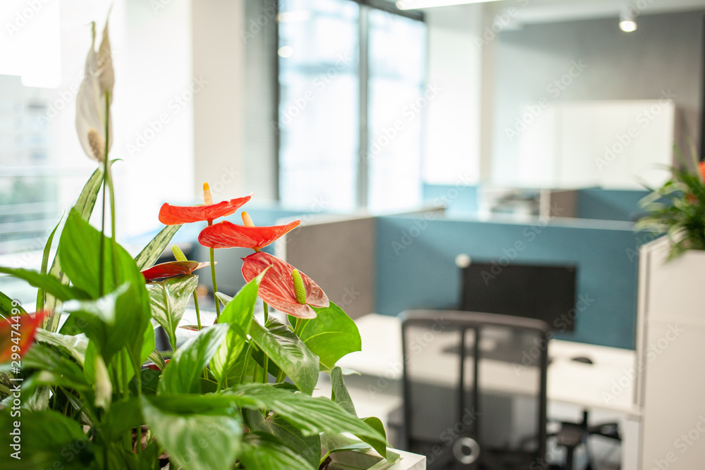 Modern office interior with sun light and flowers with blurred ...
