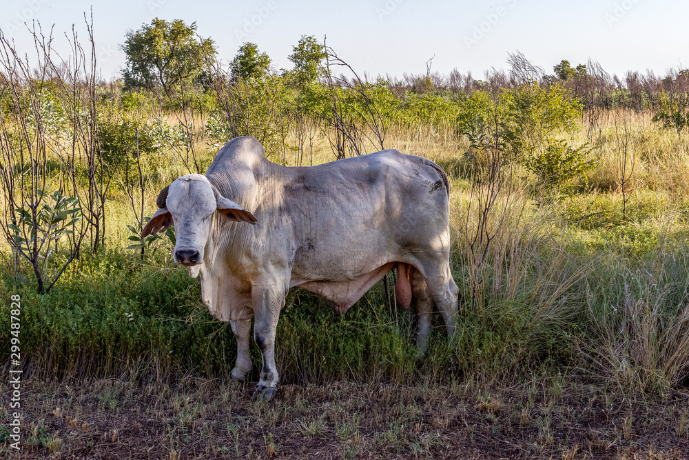 white Brahman cattle in the Australian Outback next to a highway ...