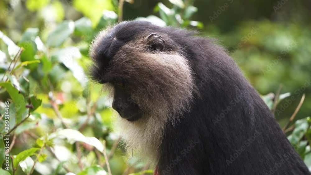 The lion-tailed macaque (Macaca silenus), or the wanderoo. Stock Video ...