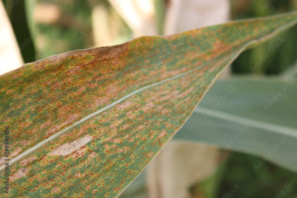 Southern Maize Rust diseases that damage at leaves, biotic stress at ...