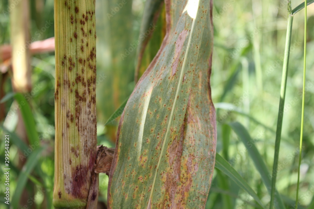 Southern Maize Rust diseases that damage at leaves, biotic stress at ...
