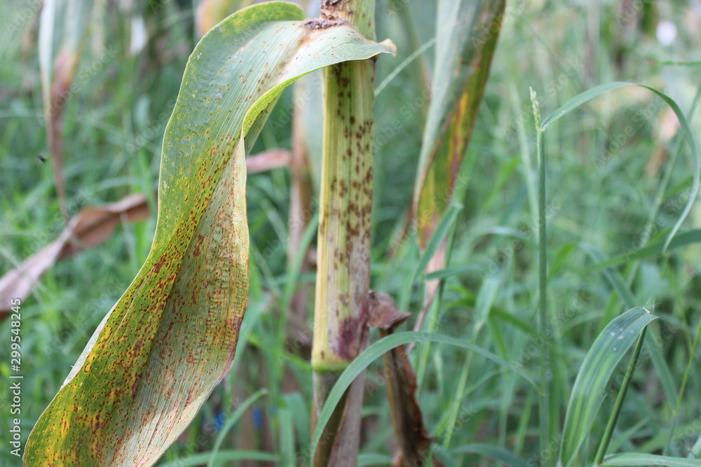 Corn Rust diseases that damage on stem, abiotic stress at the field ...