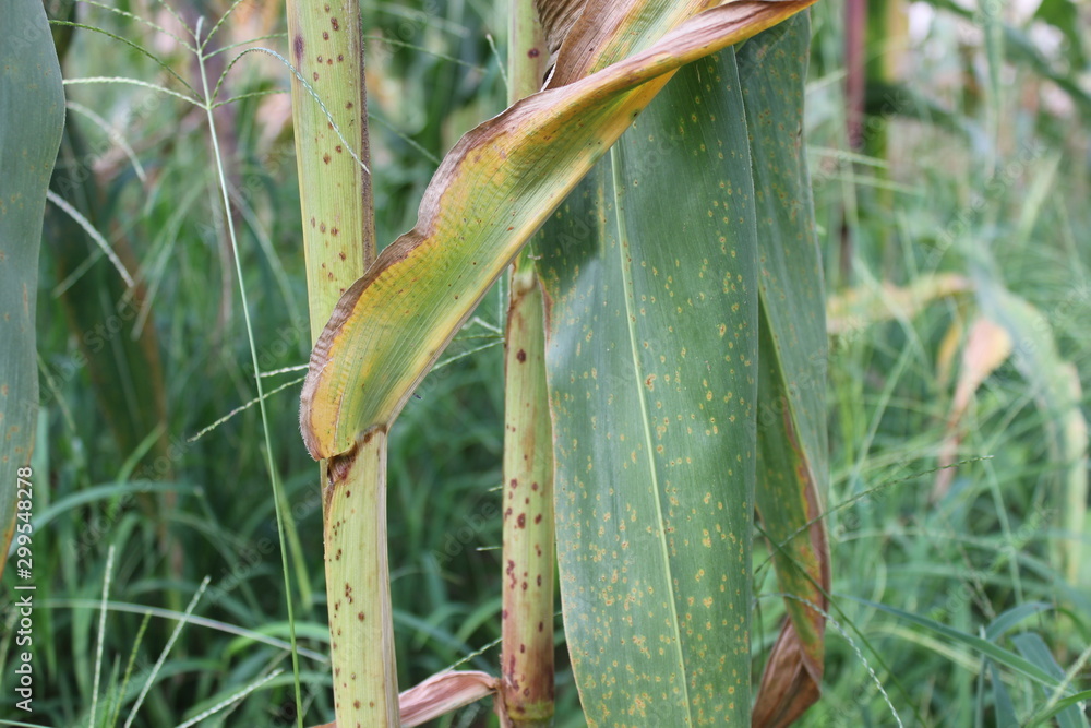Corn Rust diseases that damage on stem, abiotic stress at the field ...