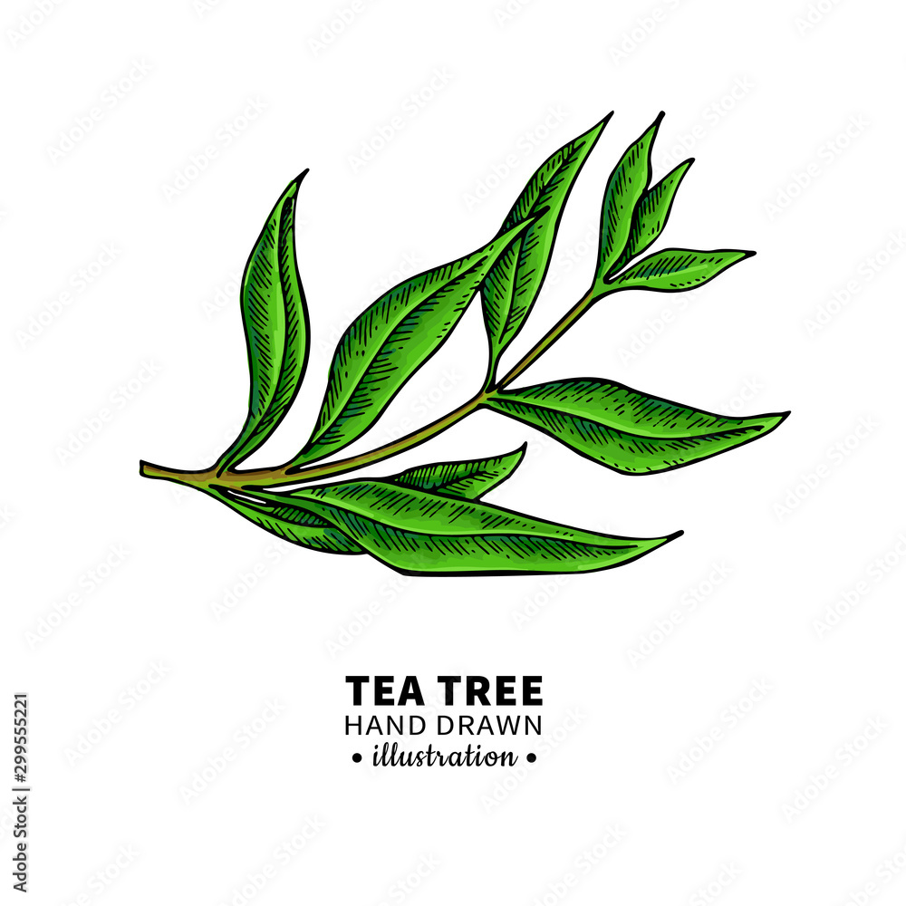 Tea tree vector drawing. Isolated vintage illustration of medical plant ...
