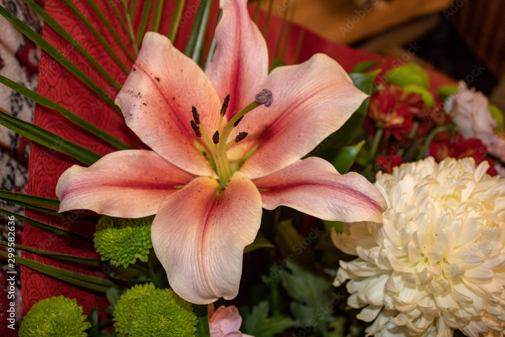 Fragrant lily with pestle and stamens revealed in all its beauty Stock ...