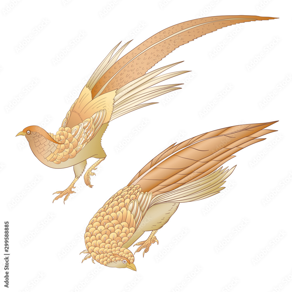 Pheasant, bird. Set of elements for design. Outline hand drawing vector ...