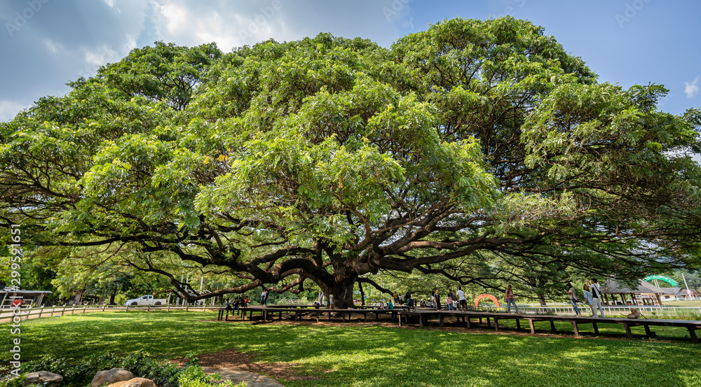 KANCHANABURI, THAILAND - OCTOBER 24, 2019 : Scenery of giant tree ...