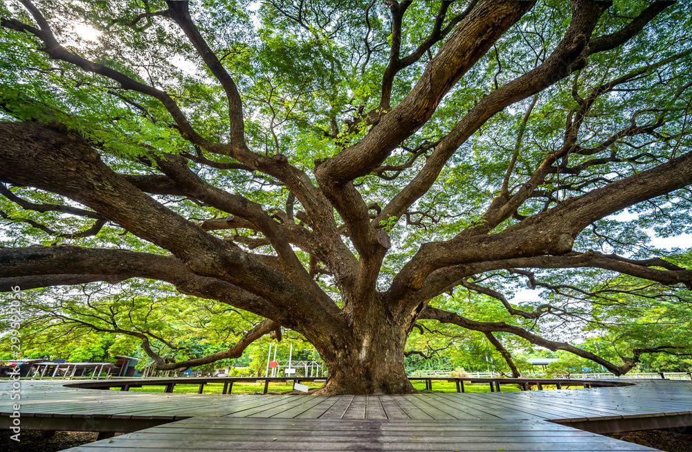 Giant tree , Samanea saman (Leguminosae) or Chamchuri tree (Thai ...