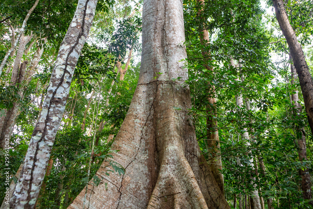 Giant Samauma (Ceiba pentandra) tree trunk with Amazon rainforest in ...