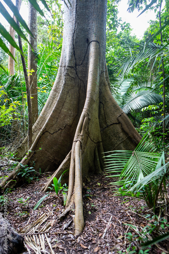 A majestic giant Samauma tree (Ceiba pentandra) and its roots in the ...