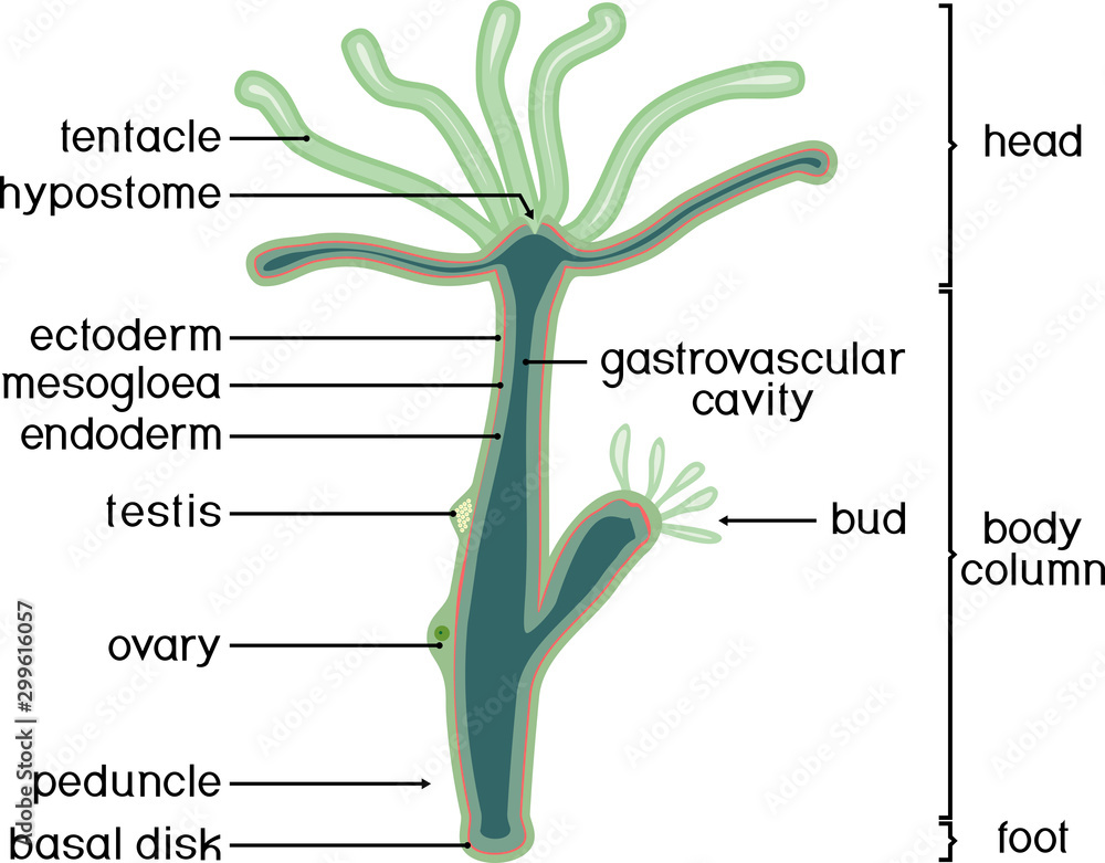 Structure of Hydra. Cross-section of Hydra Polyp. Educational material ...