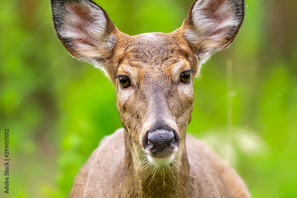 Female White Tailed Deer Face
