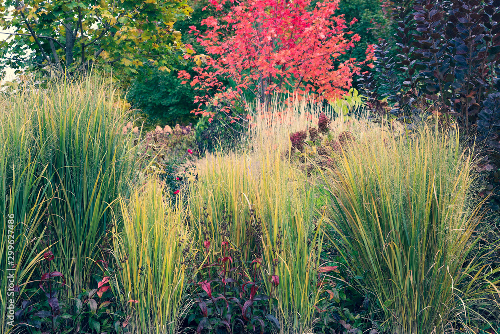 Colorful fall landscape of golden northwind grasses, panicum virgatum ...