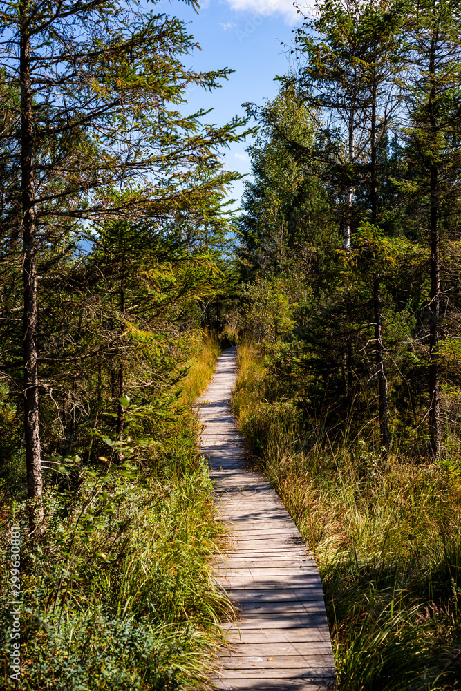Der Bohlenweg im Murnauer Moos Stock Photo | Adobe Stock