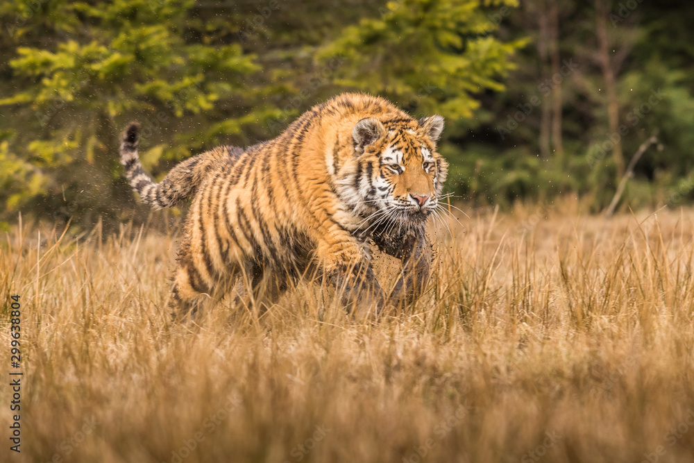 Siberian Tiger running. Beautiful, dynamic and powerful photo of this ...