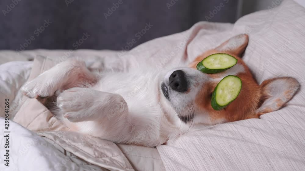 Cute red and white corgi lays on the bed relaxed from spa procedures on ...